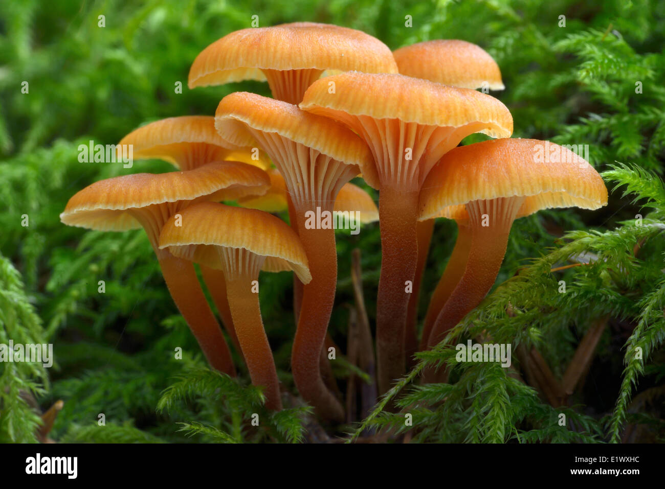 Xeromphalina campanella ('golden trumpet') mushroom - Beaver Lake Park ...