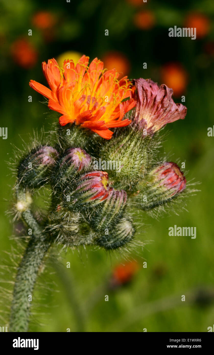 Orange hawkweed flower Stock Photo - Alamy