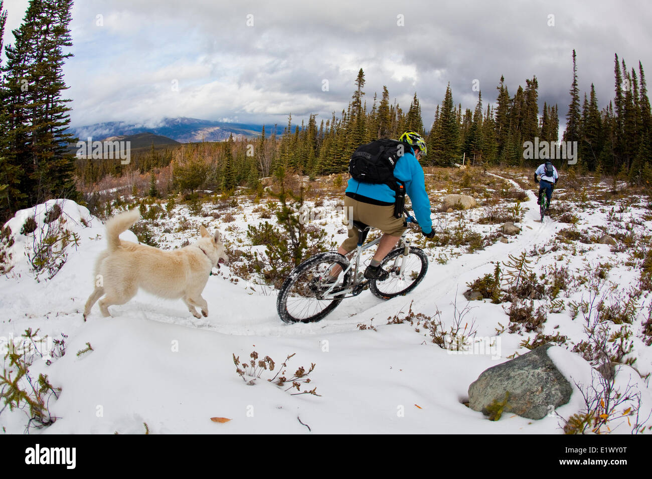 Two male mountain bikers riding the amazing singletrack in Carcross ...