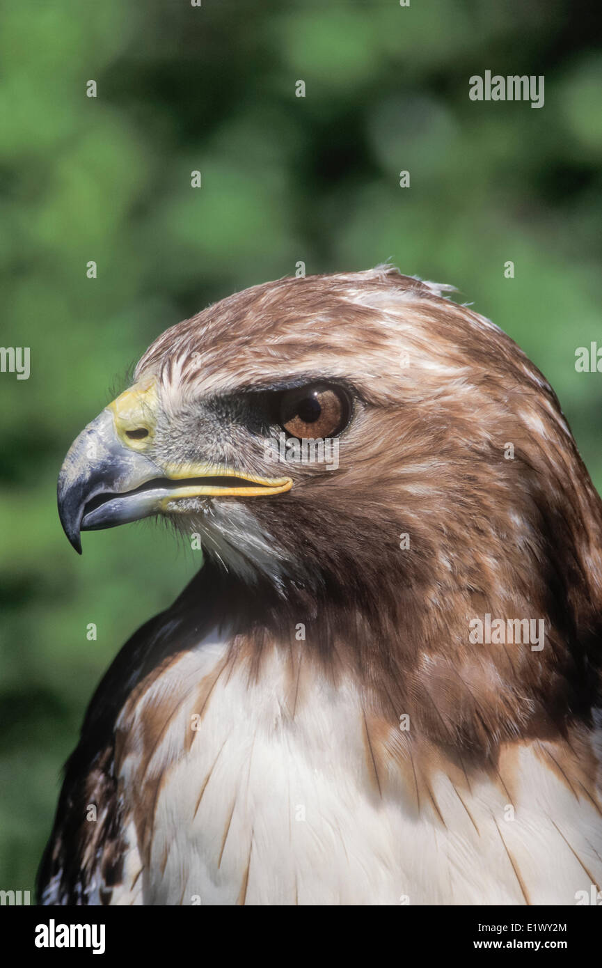 Eastern red tailed hawk hi-res stock photography and images - Alamy