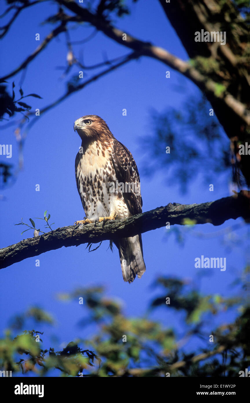 Eastern red tailed hawk hi-res stock photography and images - Alamy