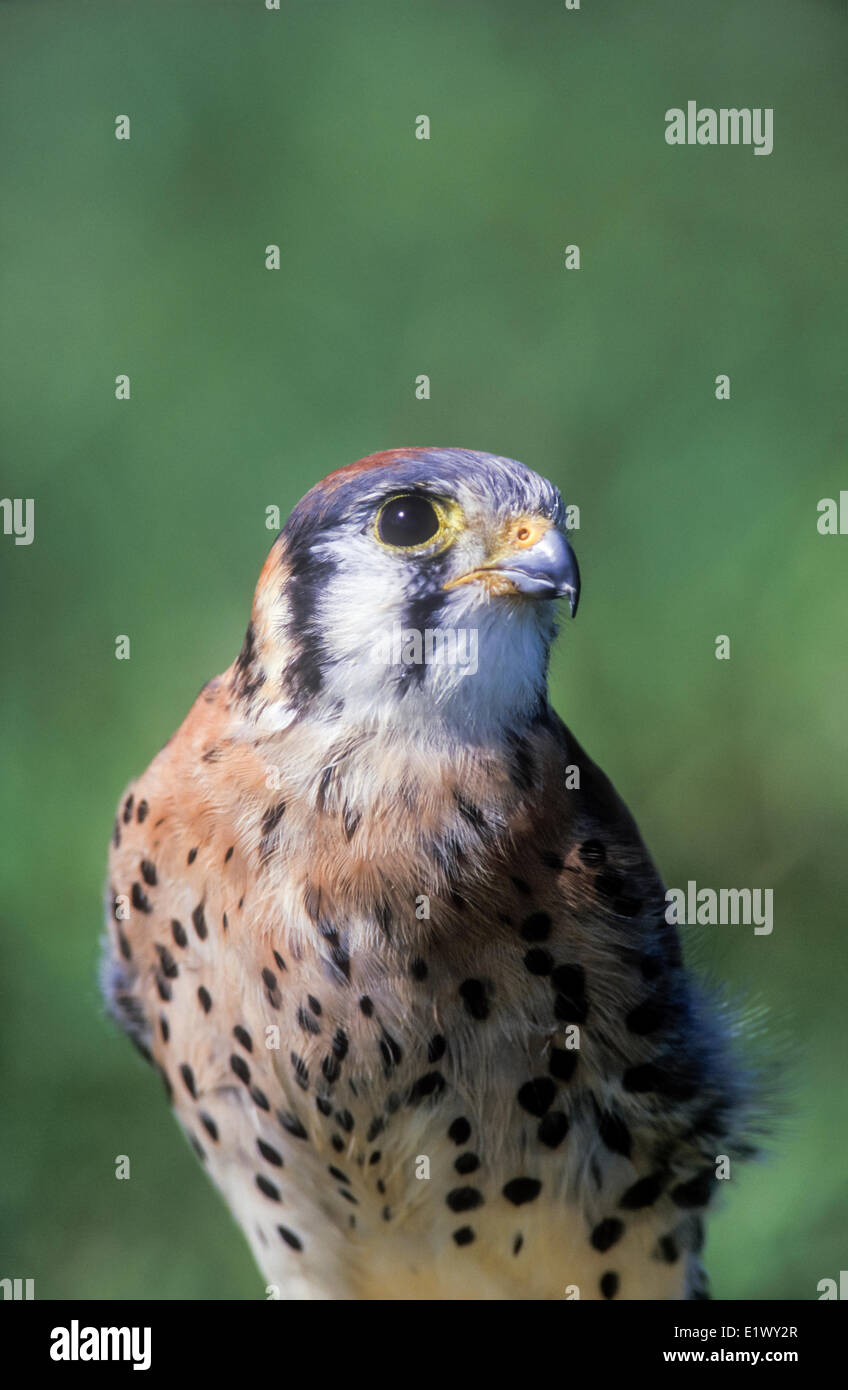 The raptor centre hi-res stock photography and images - Alamy