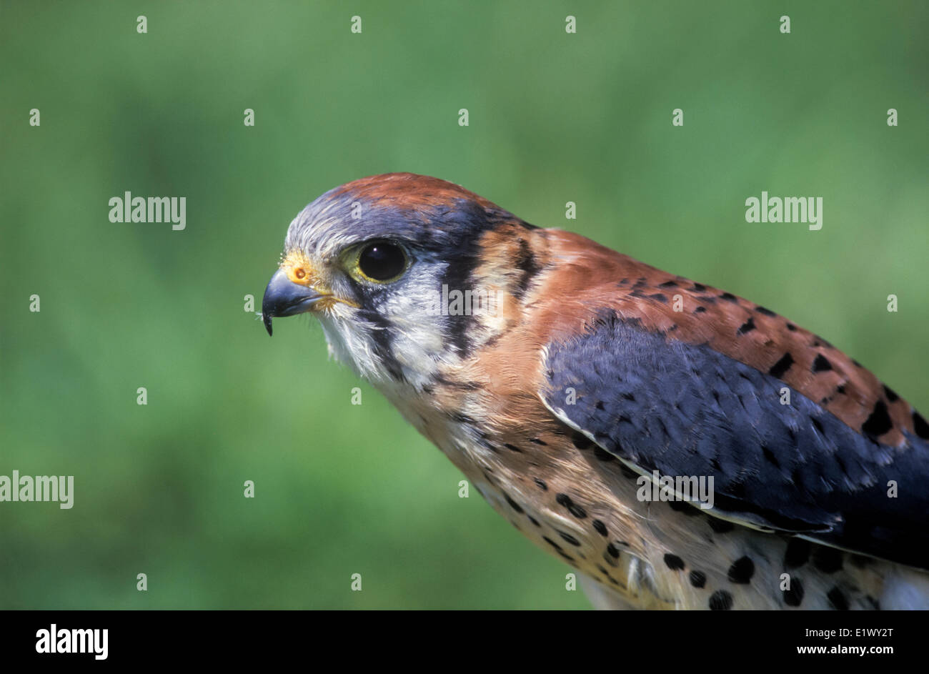 The raptor centre hi-res stock photography and images - Alamy