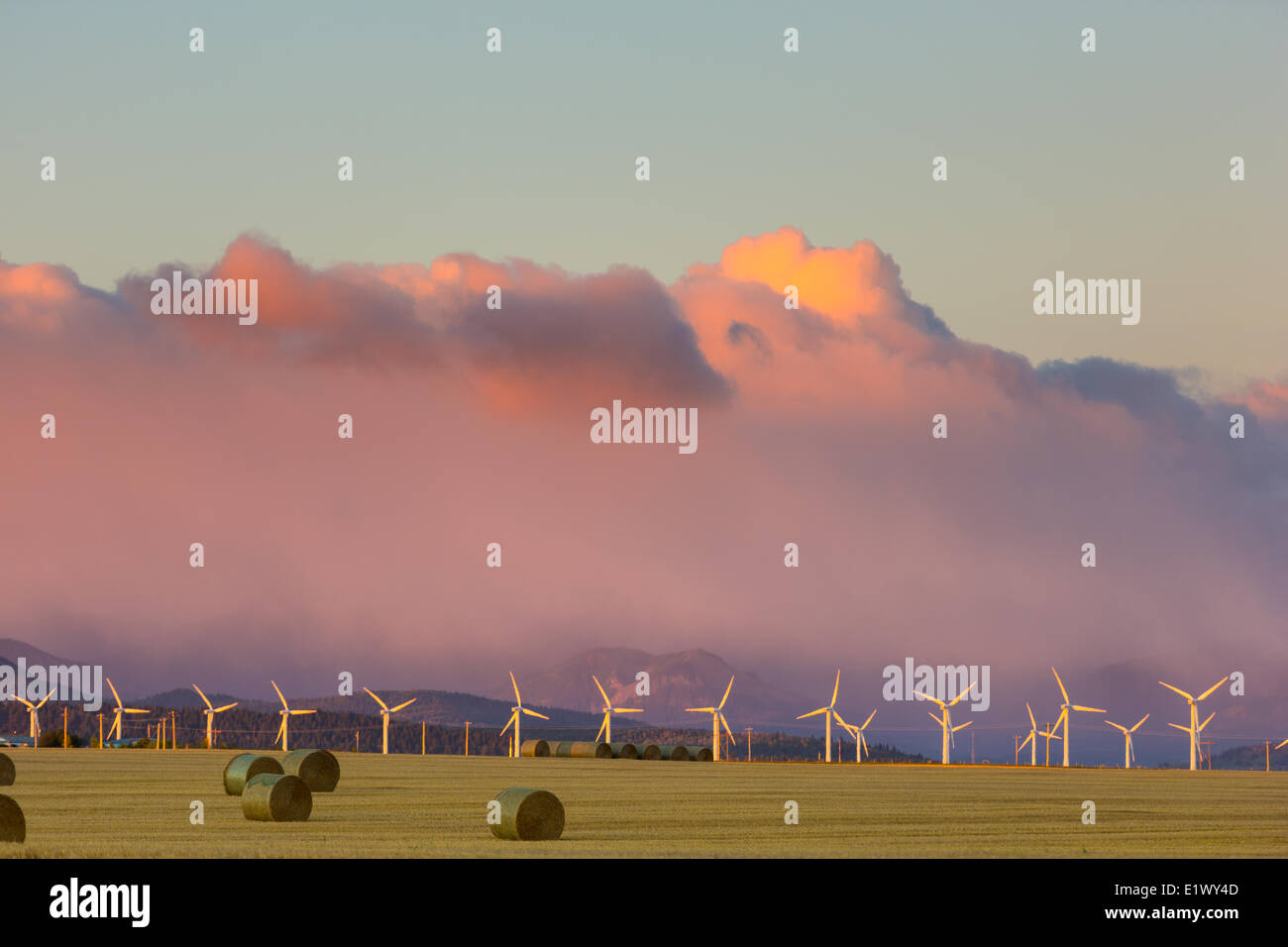 Baled hay and wind turbines at sunrise, Foothills, Pincher Creek ...
