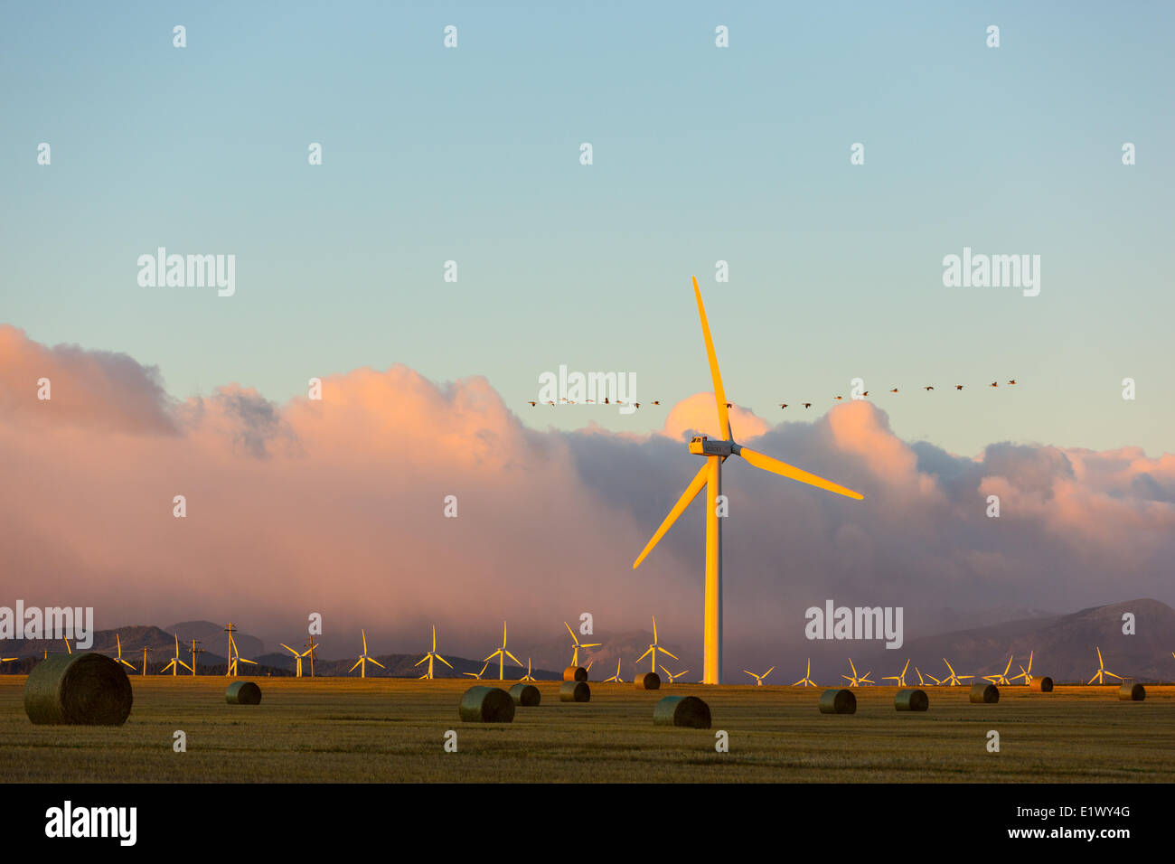 Baled hay and wind turbines at sunrise, Foothills, Pincher Creek ...