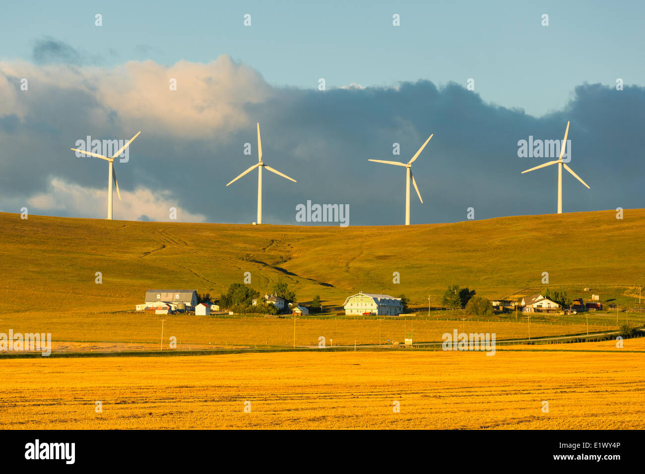 Wind turbines and grainfield at sunrise hi-res stock photography and ...