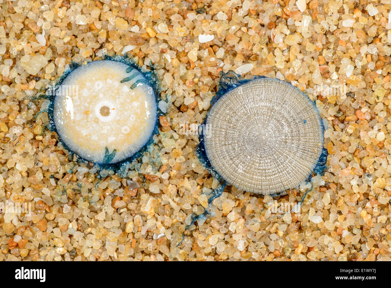 Porpita porpita hi-res stock photography and images - Alamy