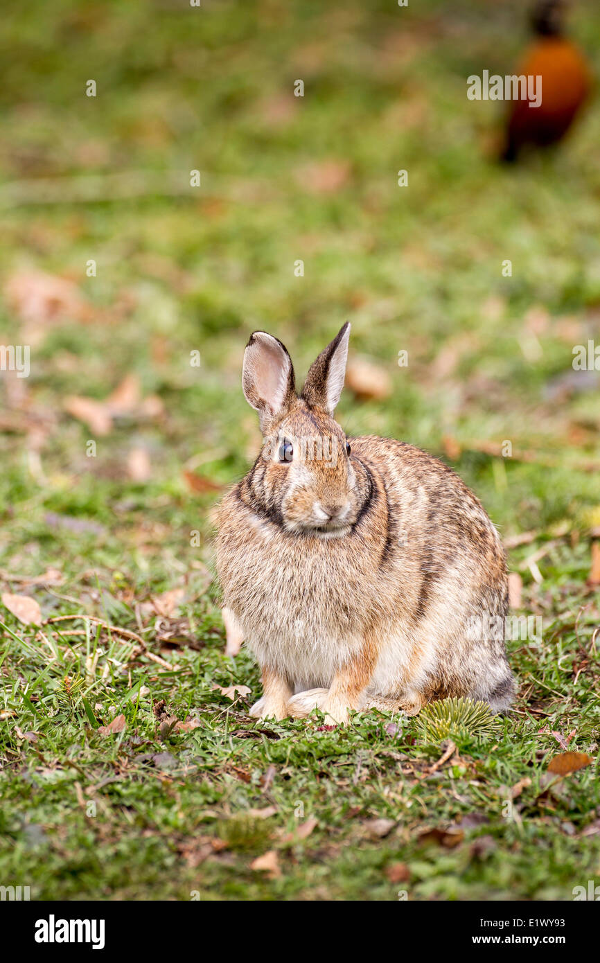 One Cottontail High Resolution Stock Photography and Images - Alamy