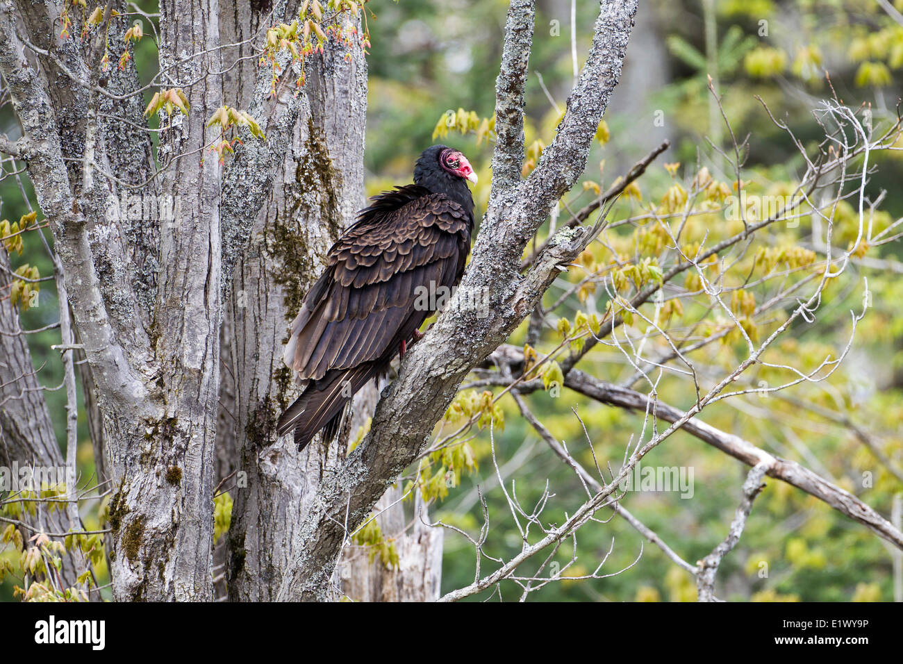 Turkey buzzards in a tree hi-res stock photography and images - Alamy