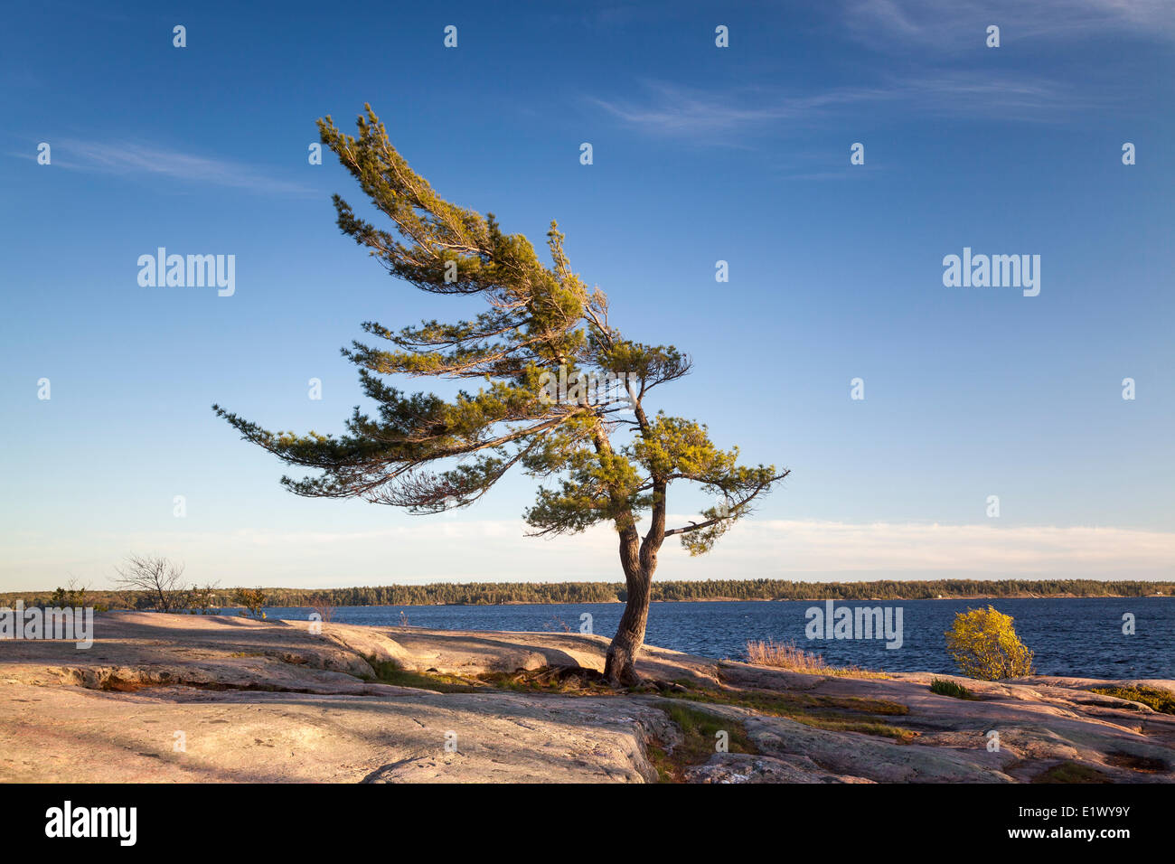 Windswept pine tree georgian bay hi-res stock photography and images ...