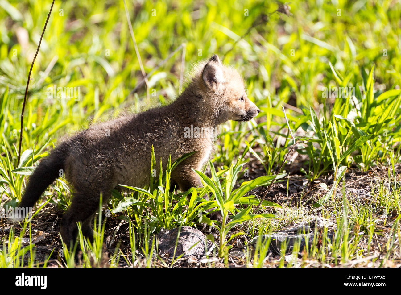 Canadian foxes hi-res stock photography and images - Alamy