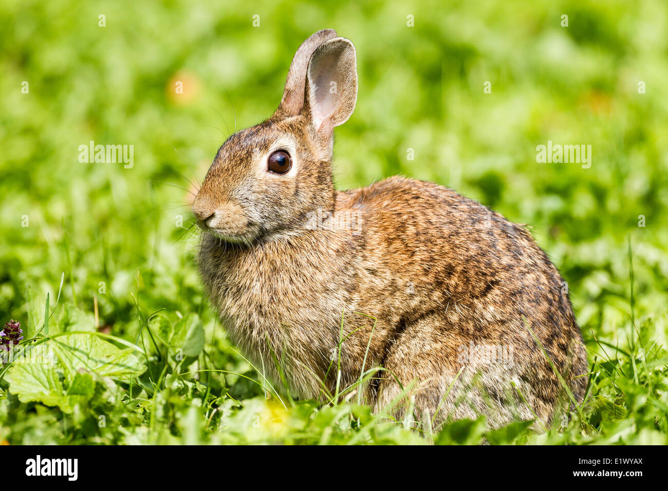 One cottontail hi-res stock photography and images - Alamy