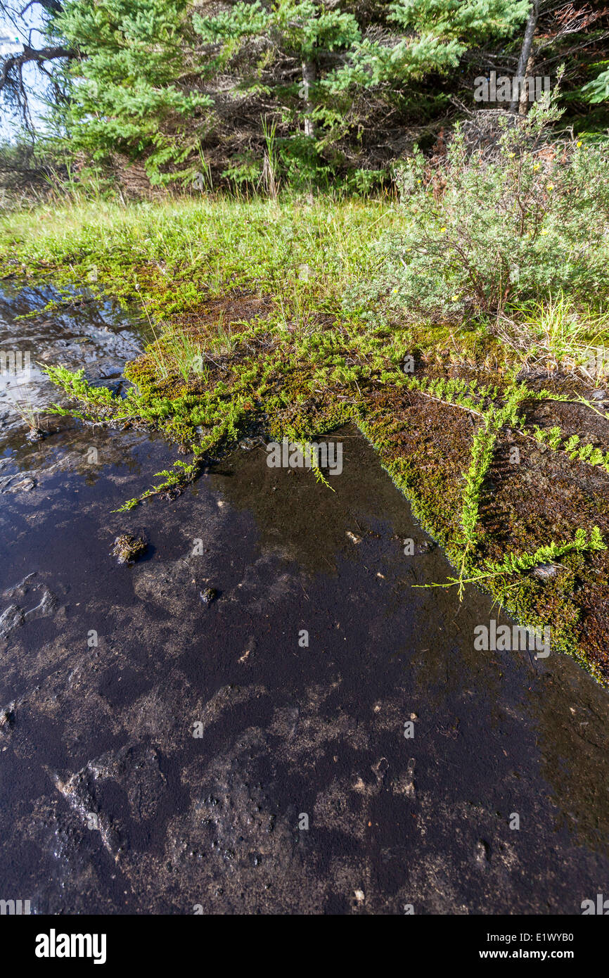 Pavement on water hi-res stock photography and images - Alamy