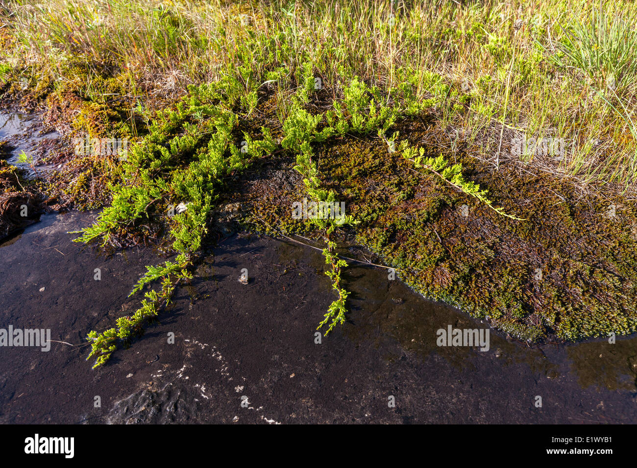 Juniperus horizontalis hi-res stock photography and images - Alamy