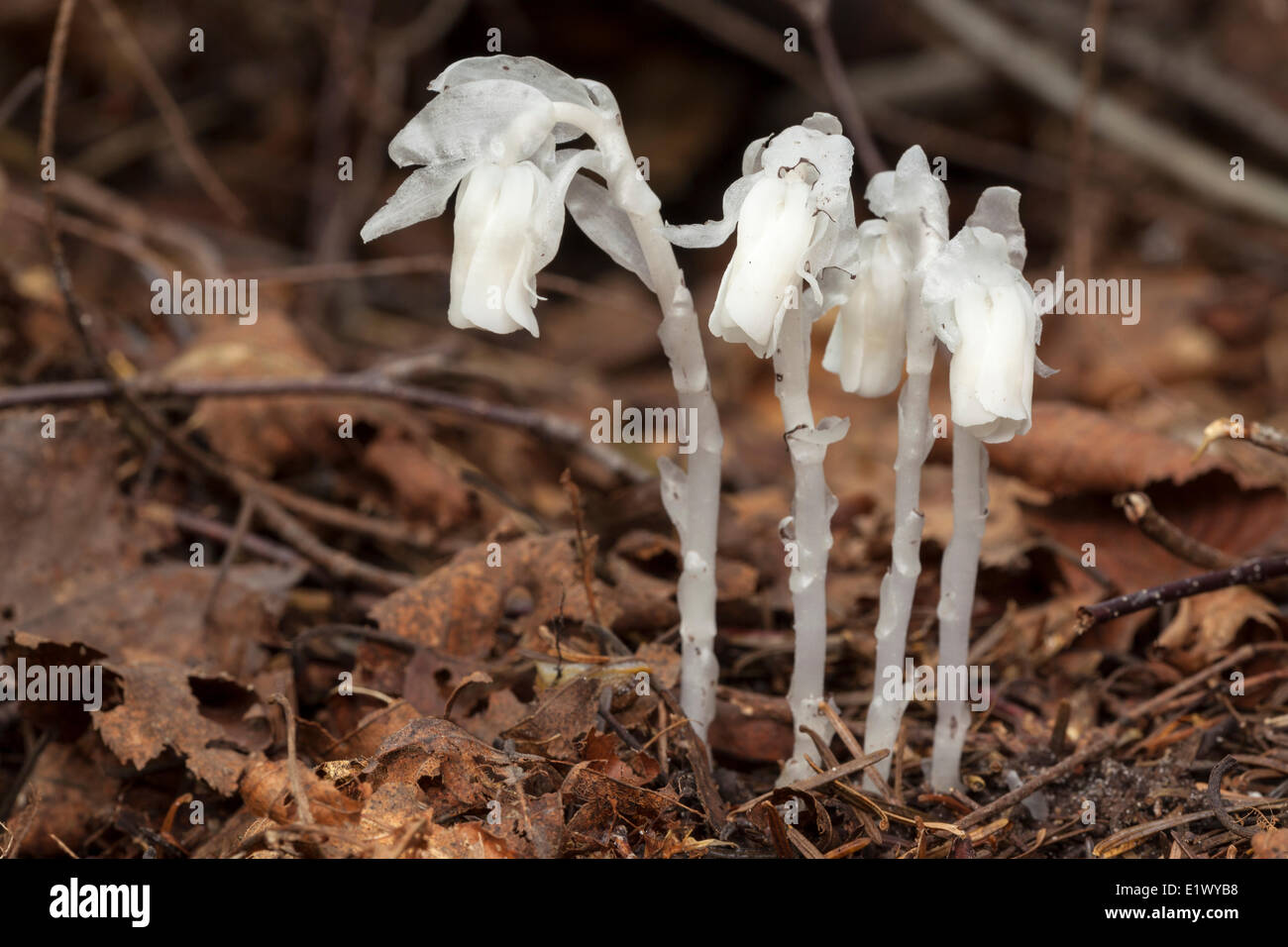 Indian pipe hi-res stock photography and images - Alamy