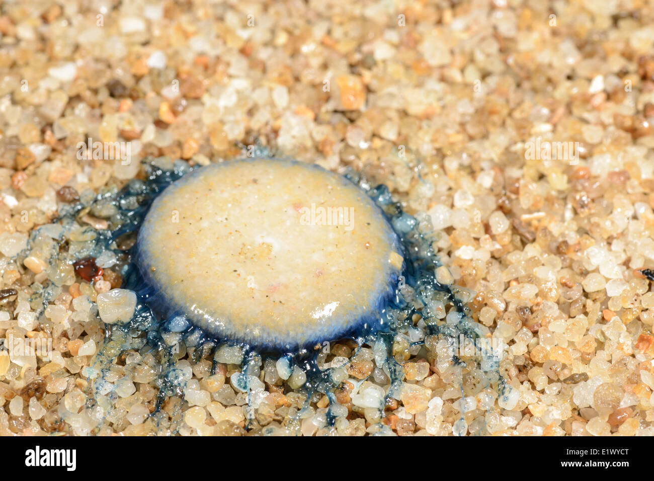 Porpita hi-res stock photography and images - Alamy