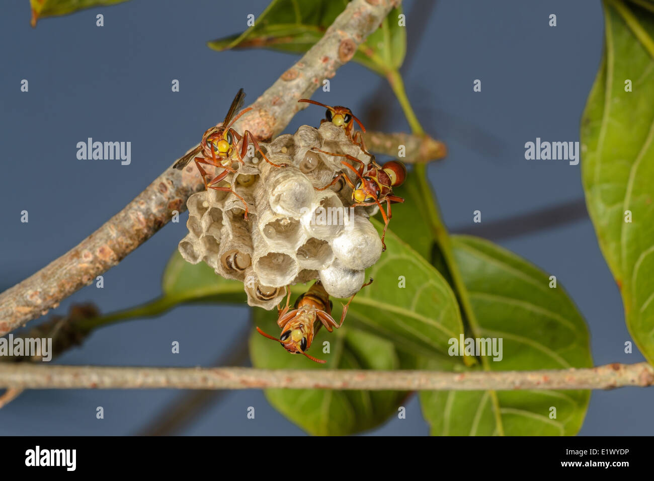 the hornets are building a new hornets' nest, there are a series of ...