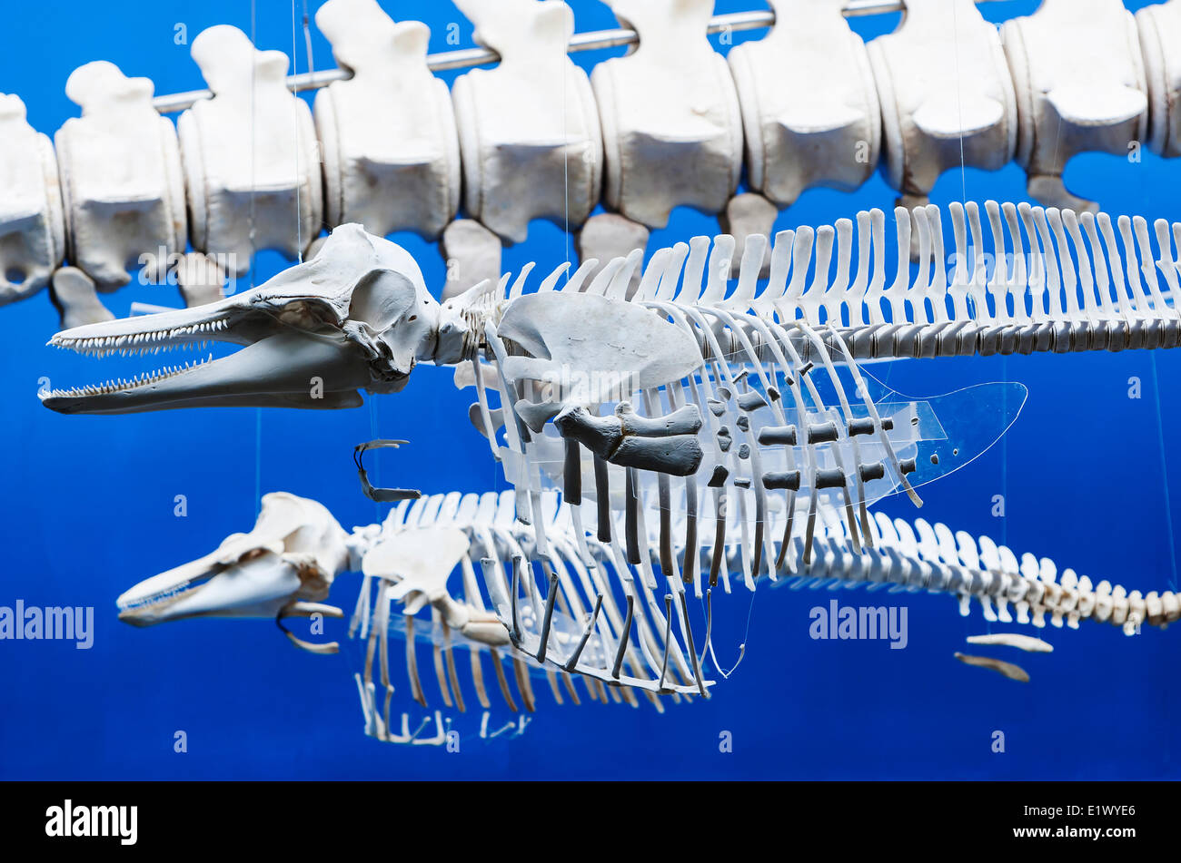 Marine species photography hi-res stock photography and images - Alamy