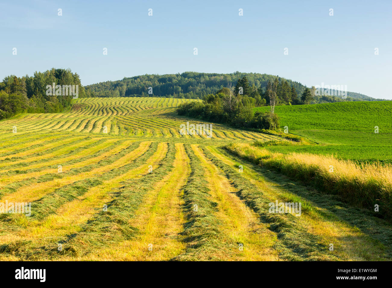 Corner hay hi-res stock photography and images - Alamy