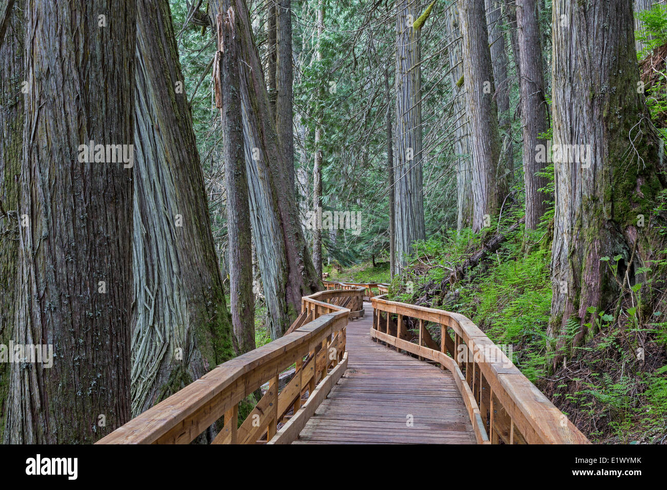 Inland Rainforest High Resolution Stock Photography and Images - Alamy