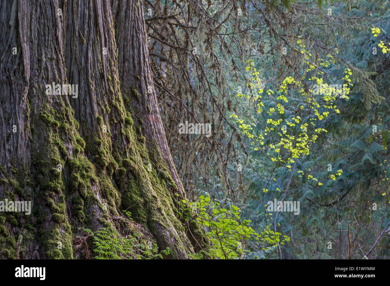 The ancient forest british columbia hi-res stock photography and images ...