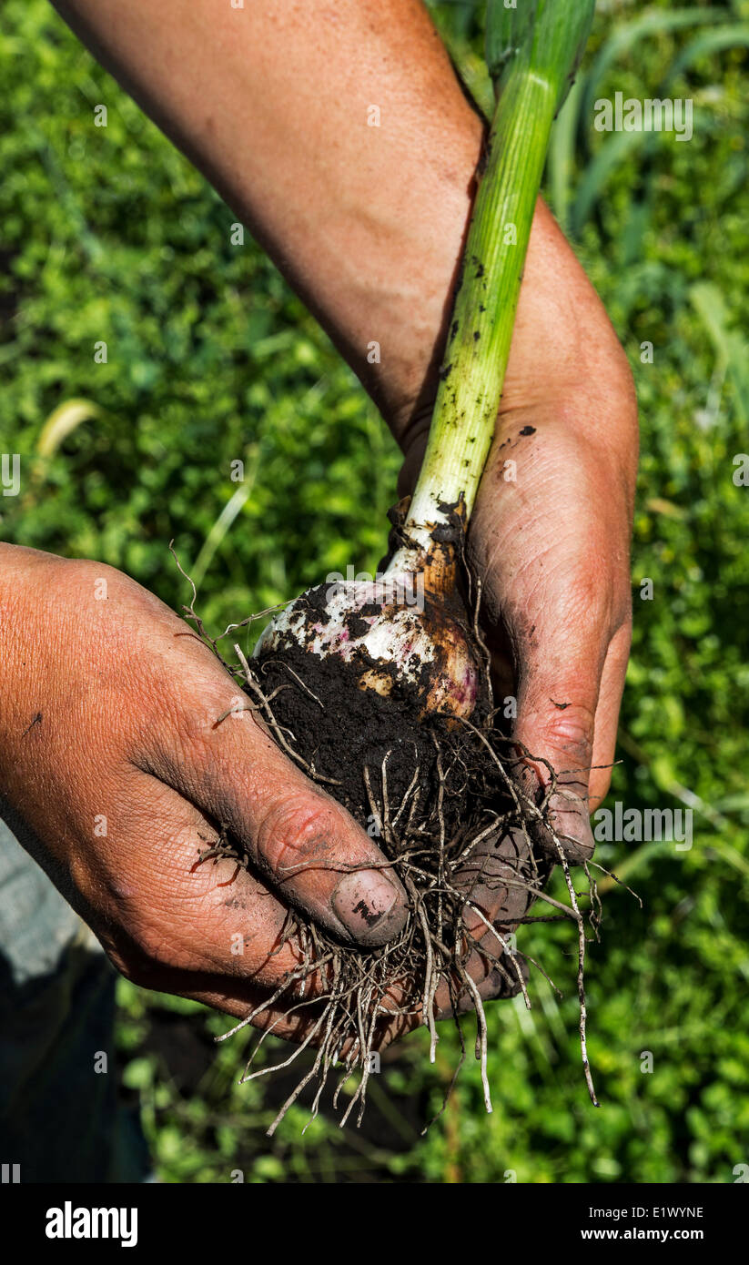 Canada, British Columbia, Horse Lake Community Farm, farmer, picking ...