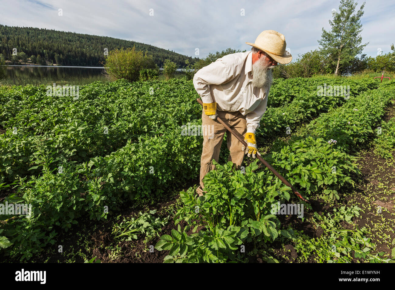 Canada, British Columbia, Horse Lake Community Farm, weeding, potato ...