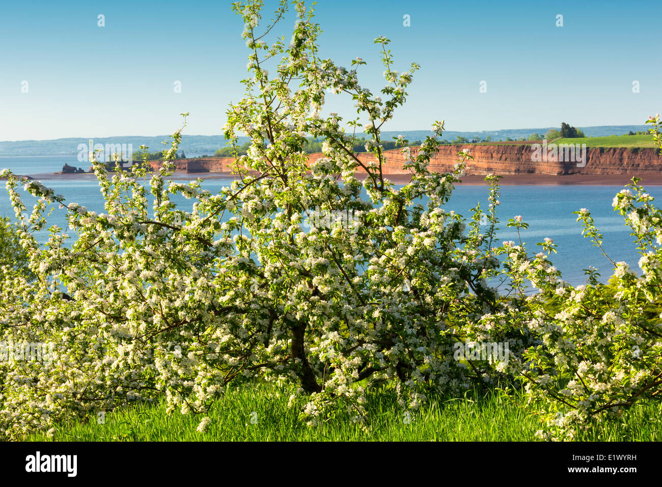 Nova scotia annapolis valley orchard hi-res stock photography and ...