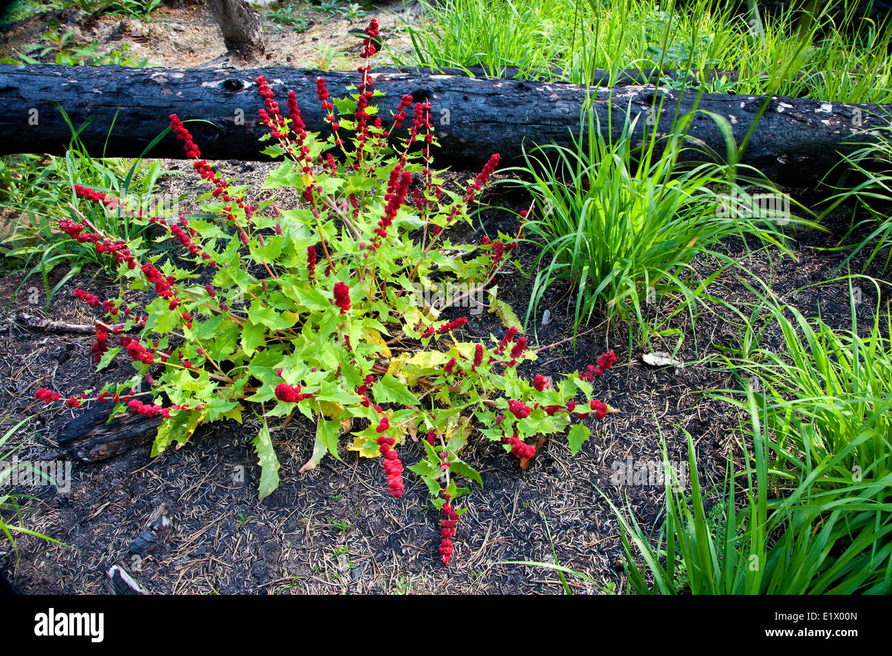 Strawberry Blite, chenopodium capitatum, amongst burnt trees after ...