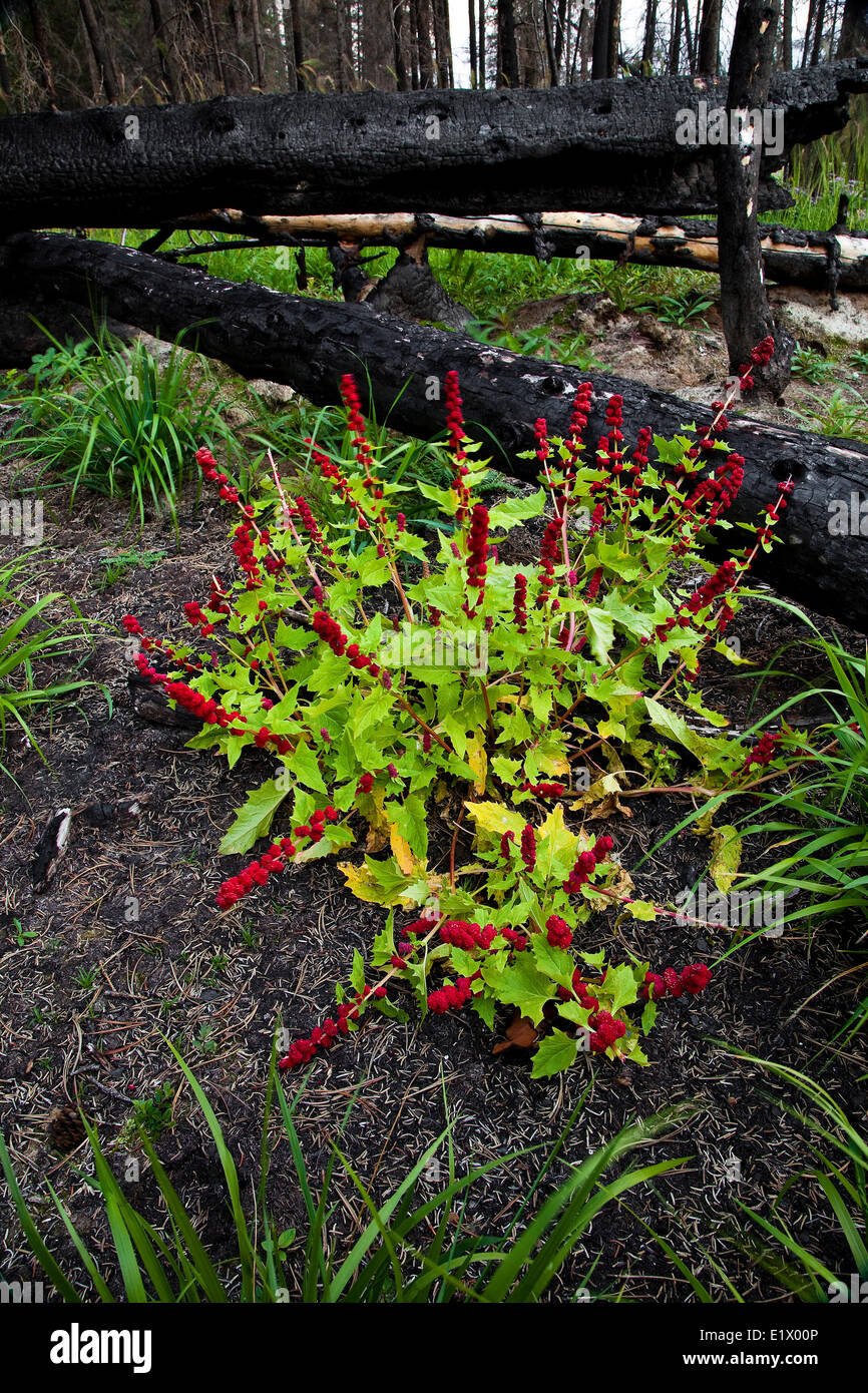 Strawberry Blite, chenopodium capitatum, amongst burnt trees after ...