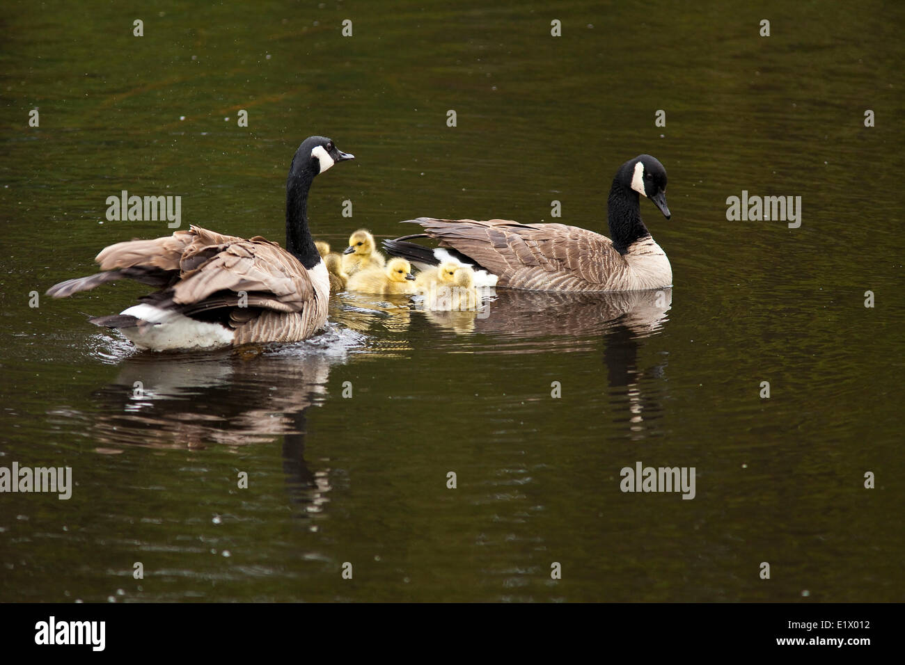 Canadian geese canadensis male female hi-res stock photography and ...