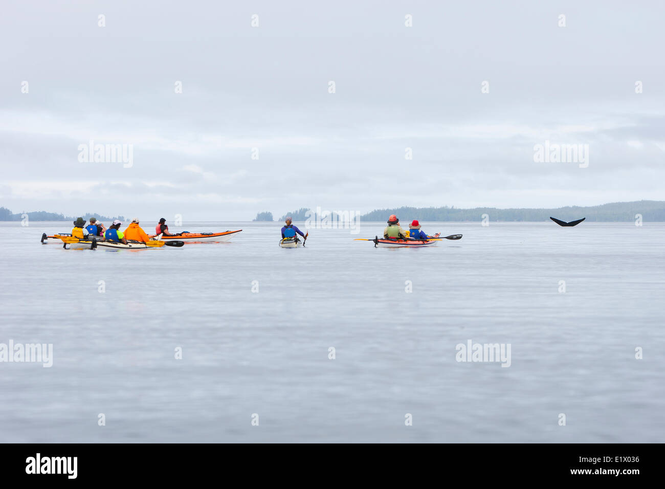 Kayakers watch as a large Humpback Whale (Megaptera novaeangliae ...