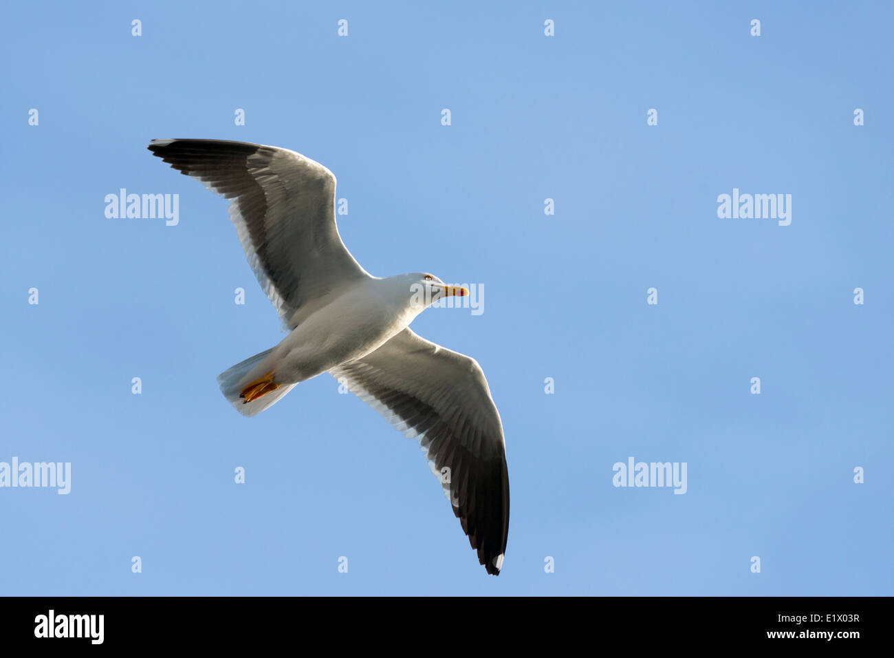 Yellow-footed gull (Larus livens) in flight, Isla San Francisco, Baja ...