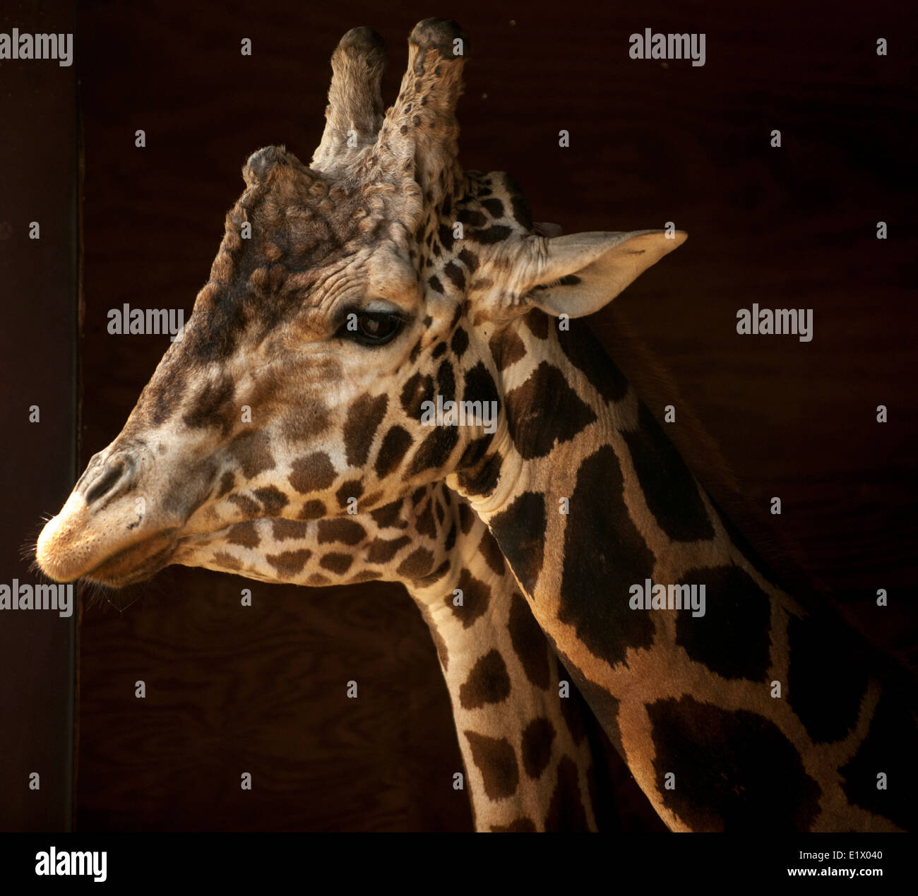 The female giraffe stands directly behind her mate in such a way that ...