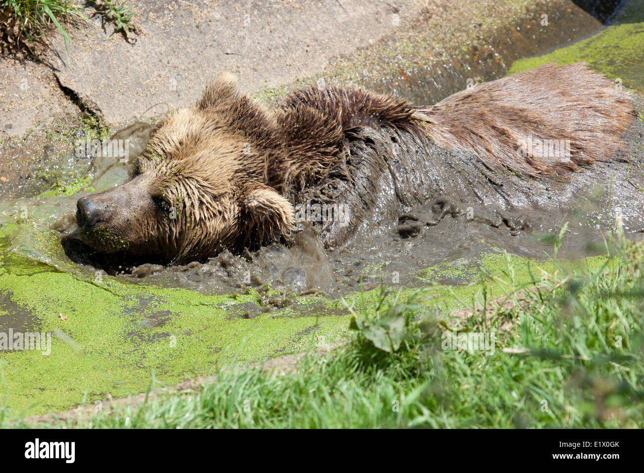 A Eurasian Brown Bear in an algae filled swamp Stock Photo - Alamy