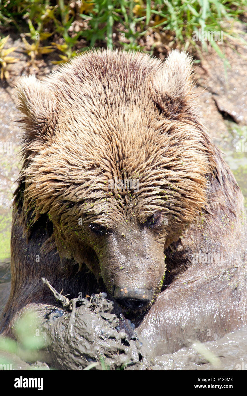 A Eurasian Brown Bear sitting in a swamp Stock Photo - Alamy