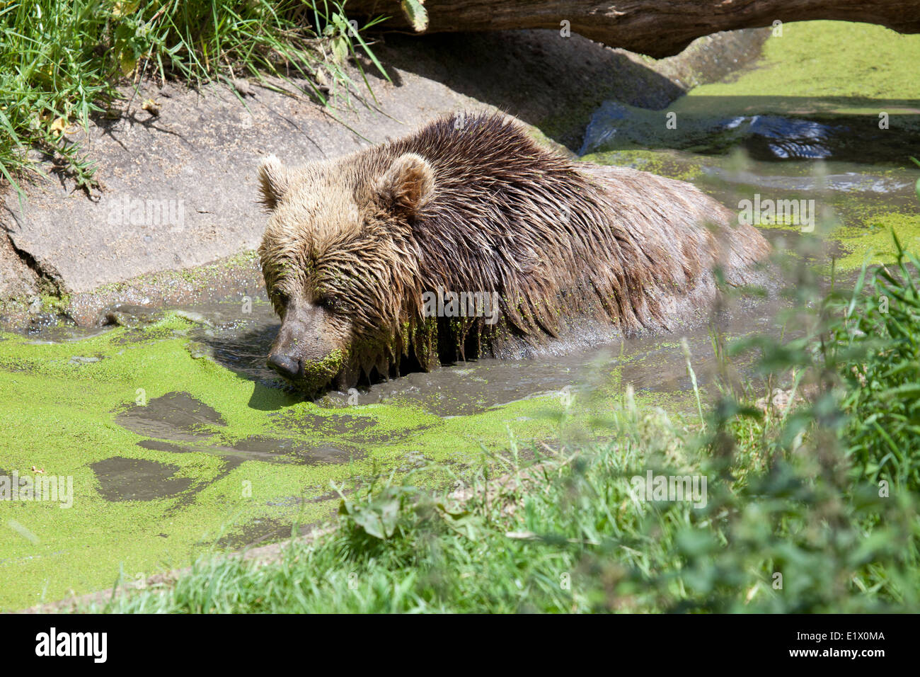 A Eurasian Brown Bear sitting in a swamp Stock Photo - Alamy