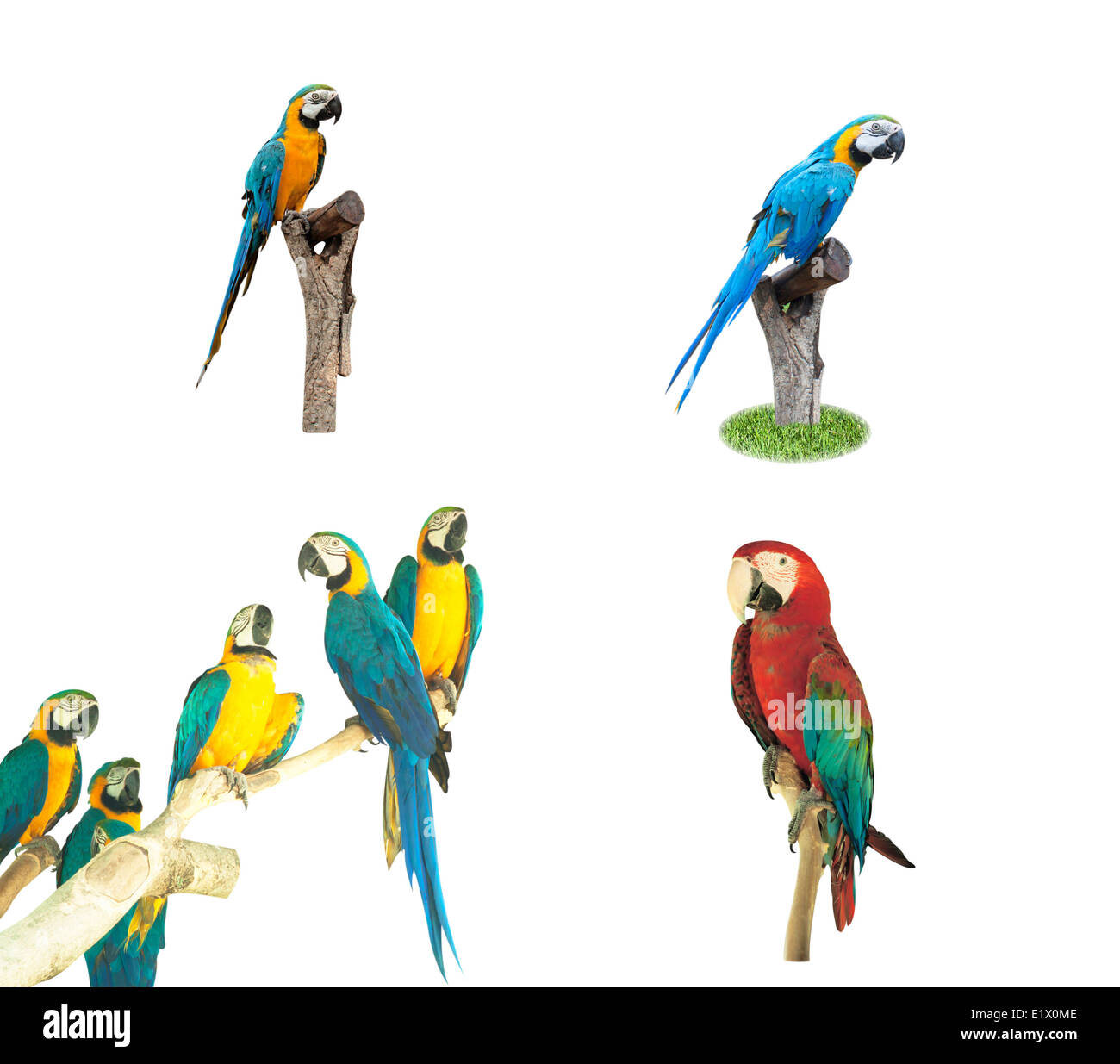 Many parrots colorful isolated on white background Stock Photo - Alamy