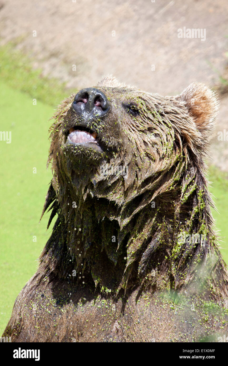 A Eurasian Brown Bear sitting in a swamp Stock Photo - Alamy