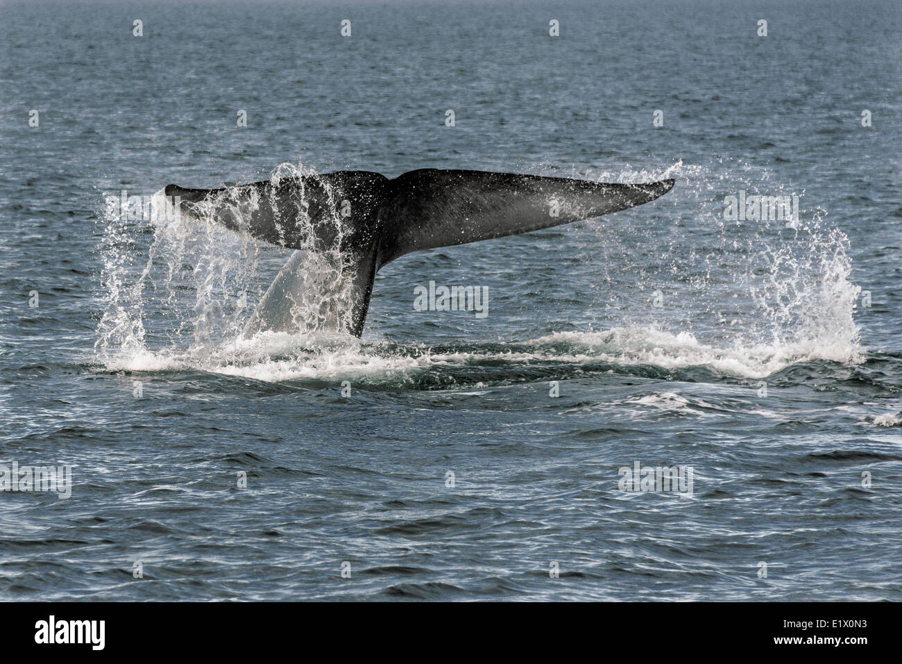 Whale spraying water hi-res stock photography and images - Alamy