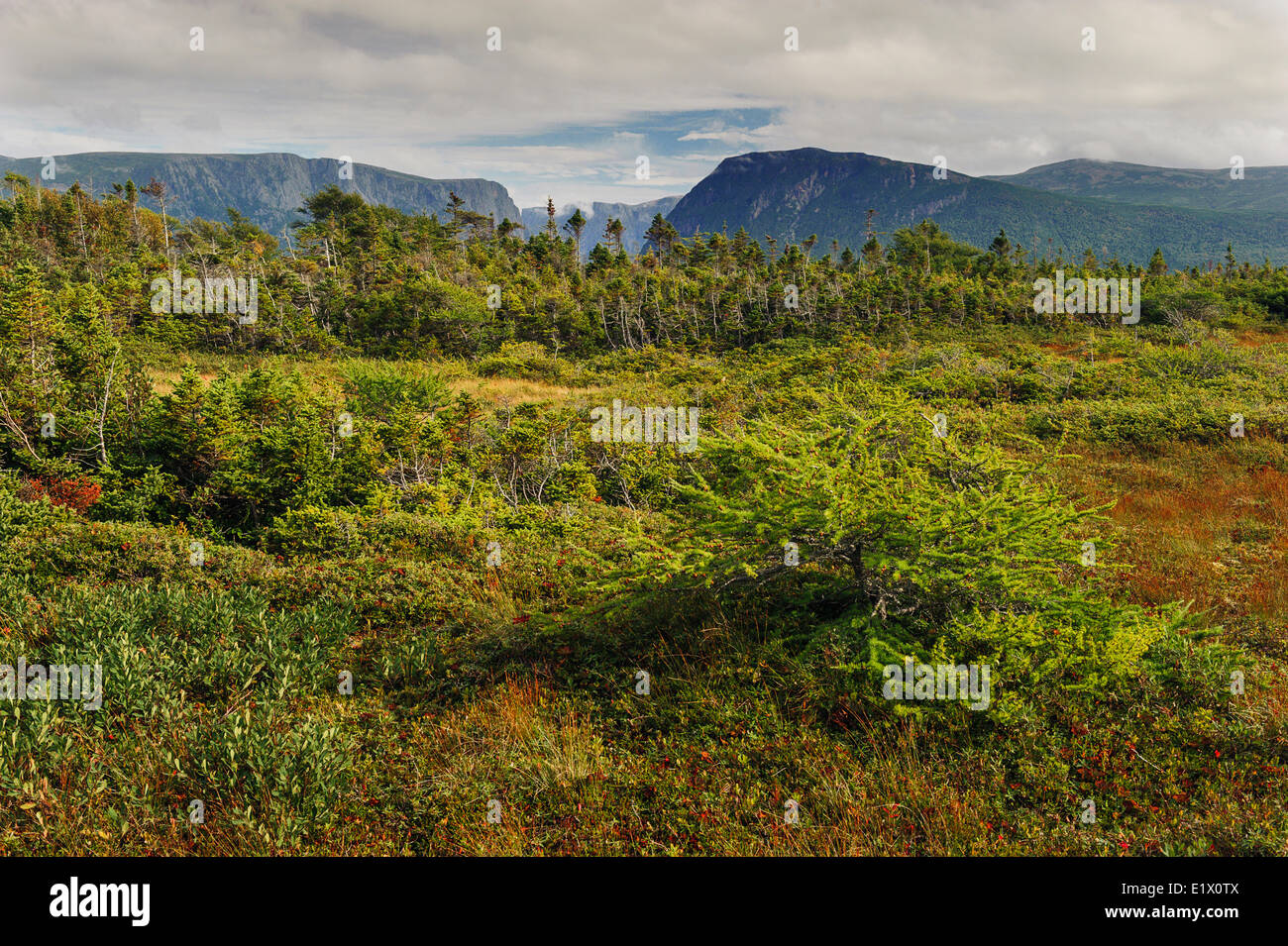 Tamarack hi-res stock photography and images - Alamy