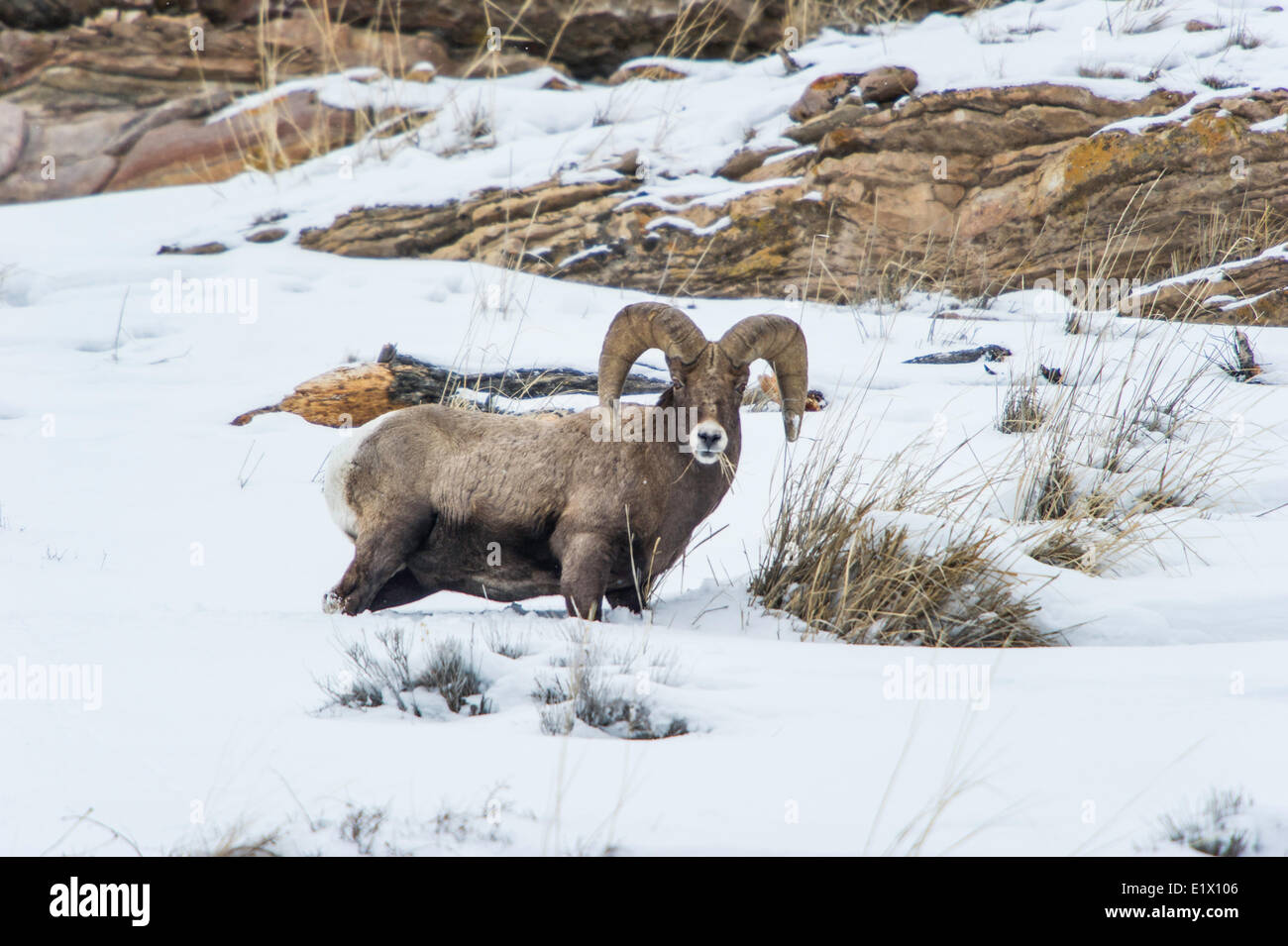 Bighorn Sheep (Ovis canadensis) Males. Wildlife of Yellowstone Park at ...