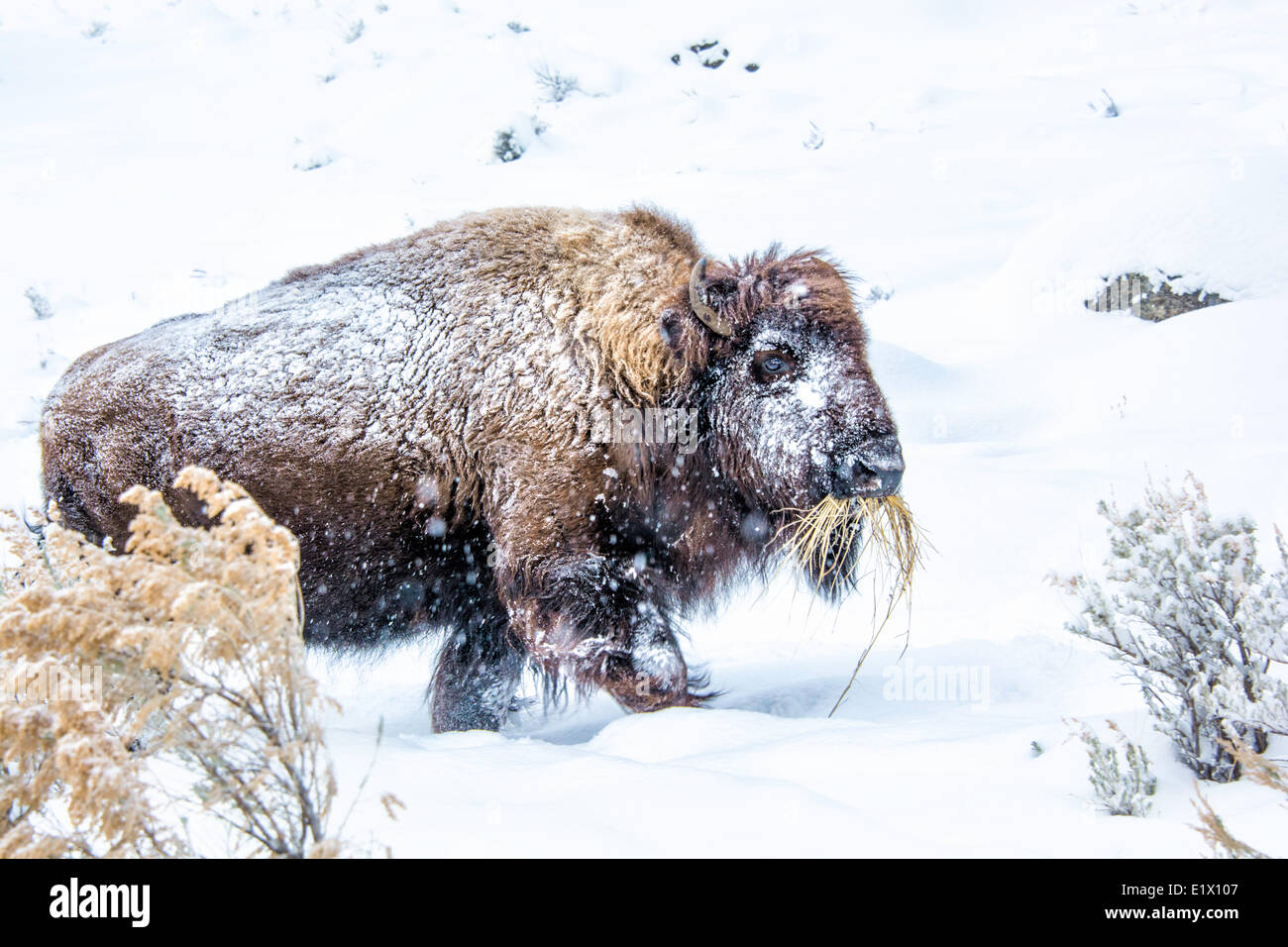 The American bison (Bison bison), Wildlife of Yellowstone Park at Lamar ...
