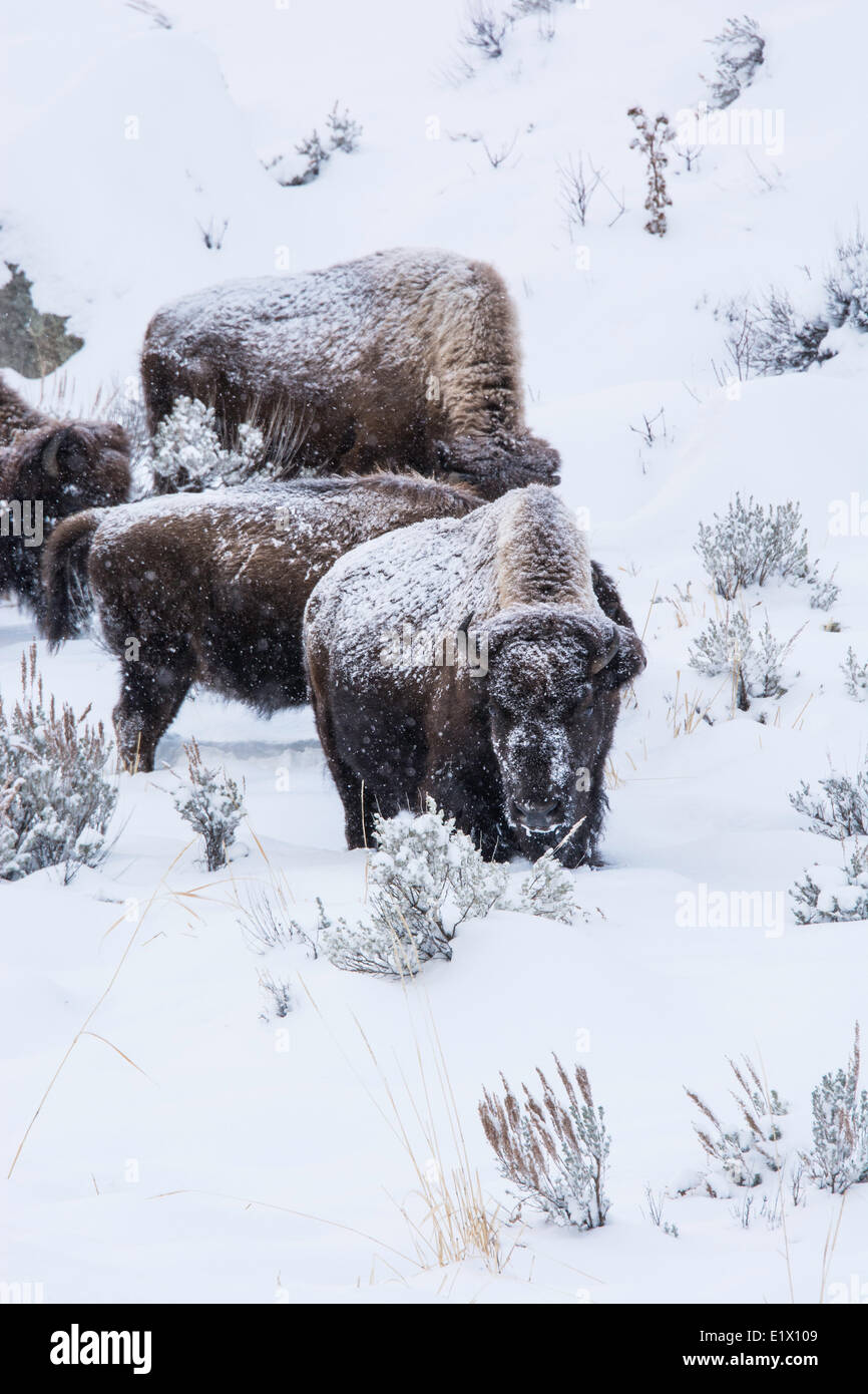 Tg(Bison bison), Wildlife of Yellowstone Park at Lamar Valley Mammoth ...