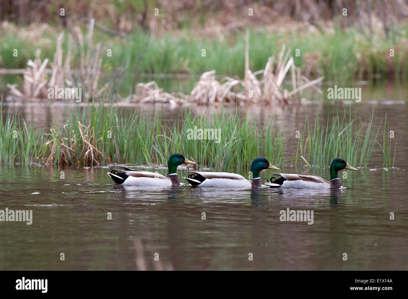 Reed grasses hi-res stock photography and images - Alamy