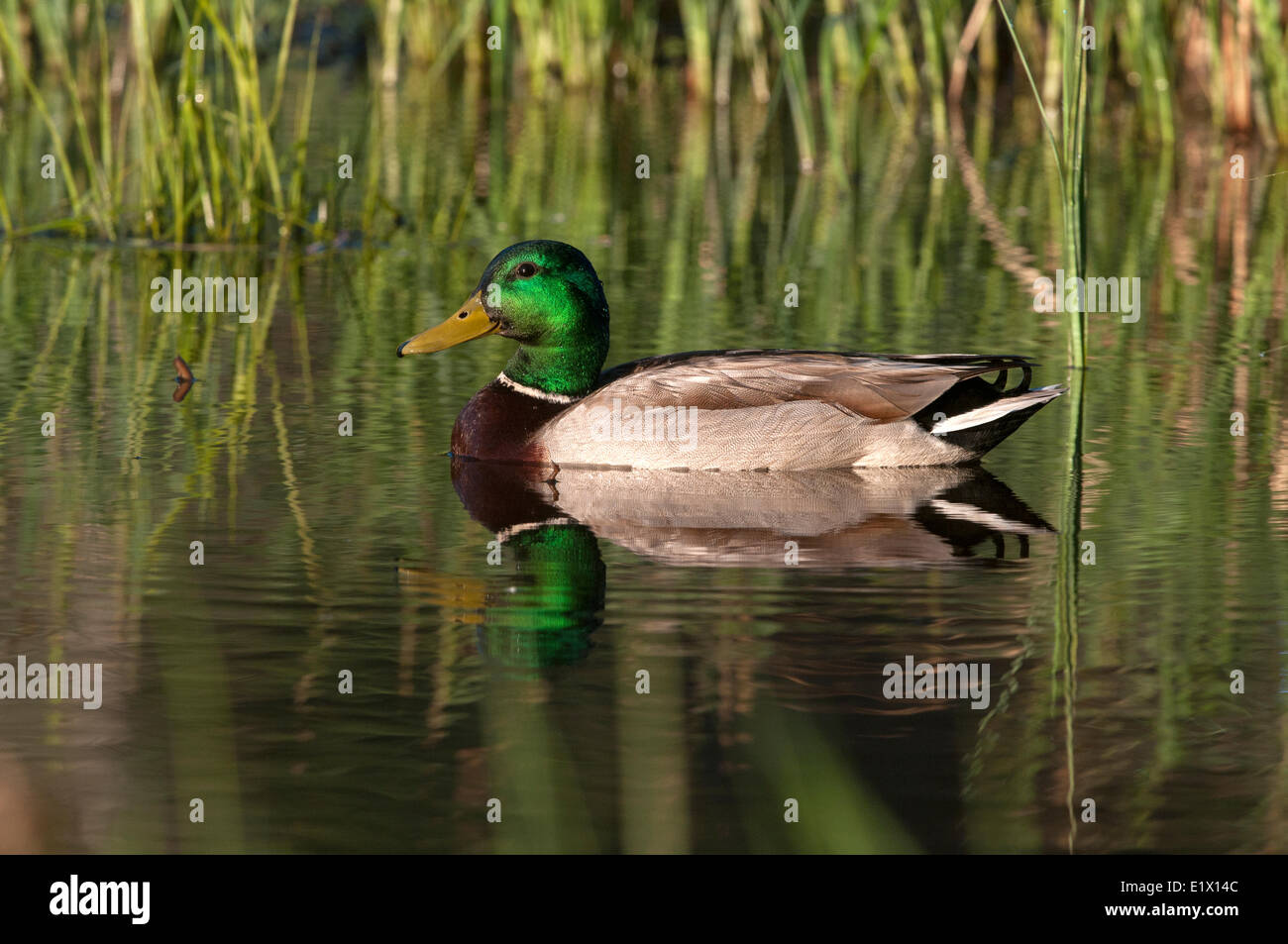 Mallard duck, male, swimming on pond with reed grasses. Northern ...