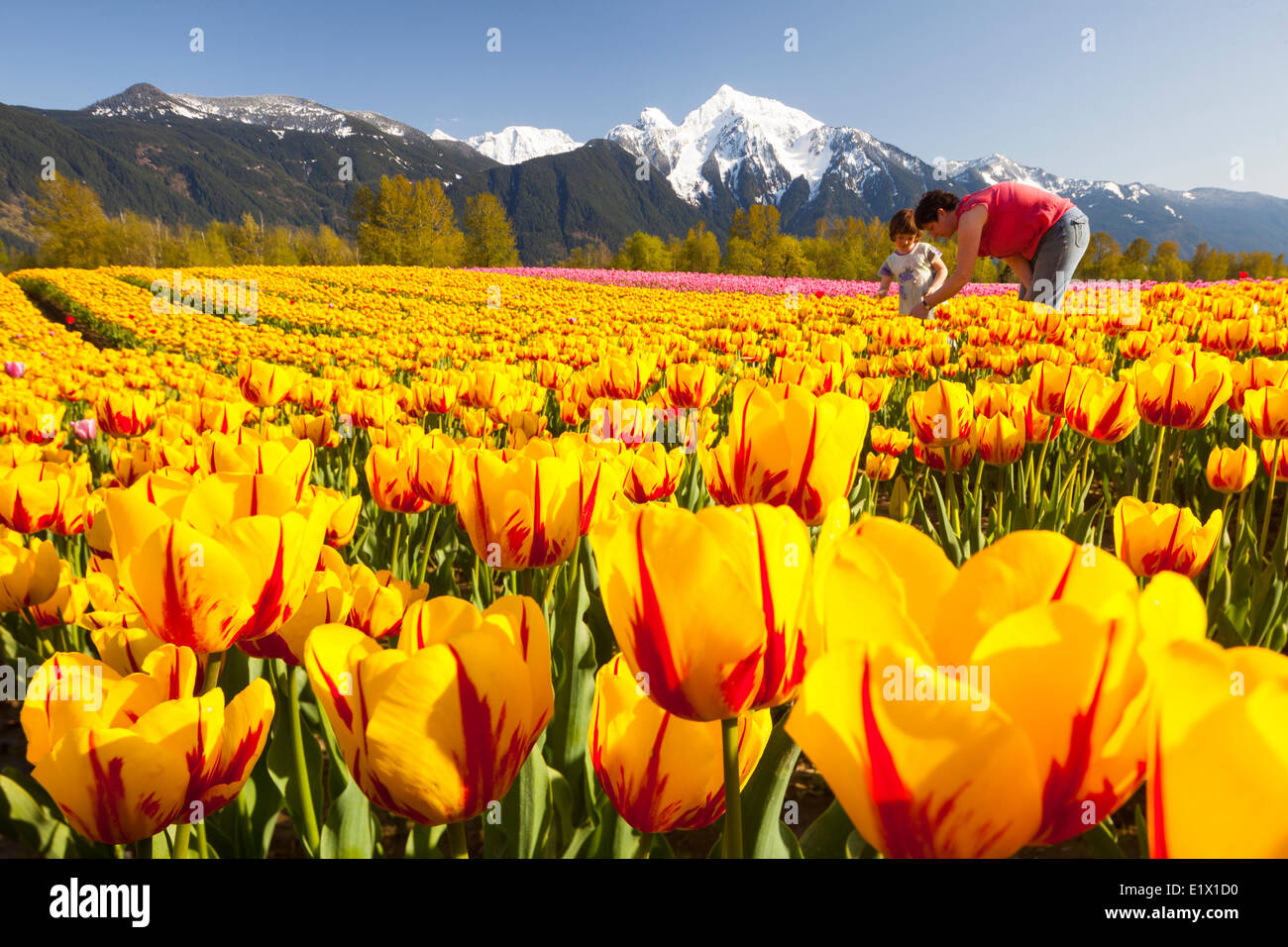 Anna bloom hi-res stock photography and images - Alamy