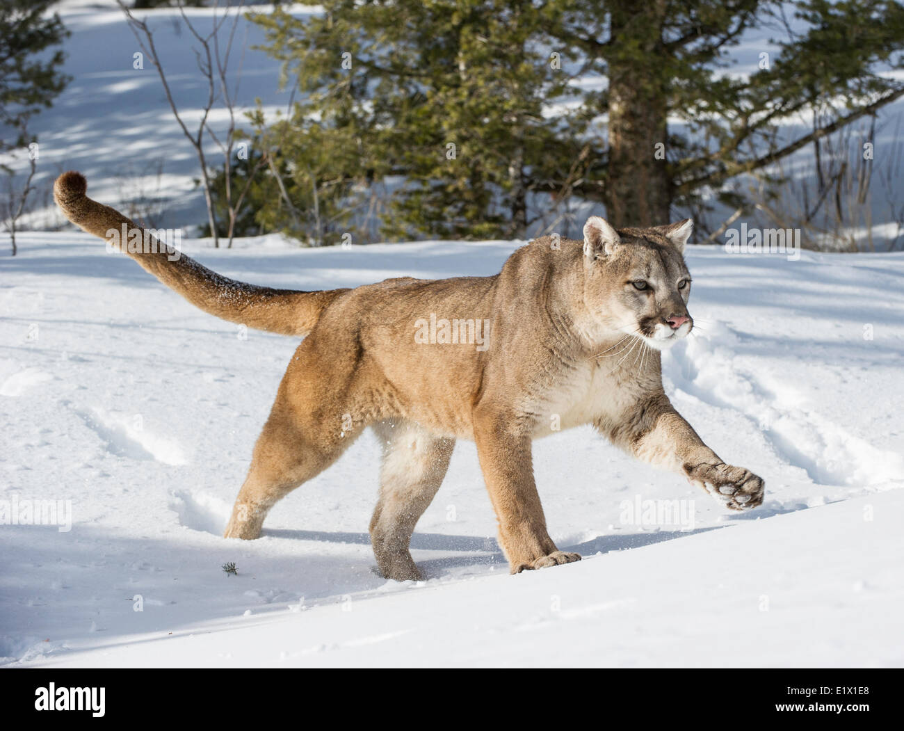 Puma concolor couguar hi-res stock photography and images - Alamy