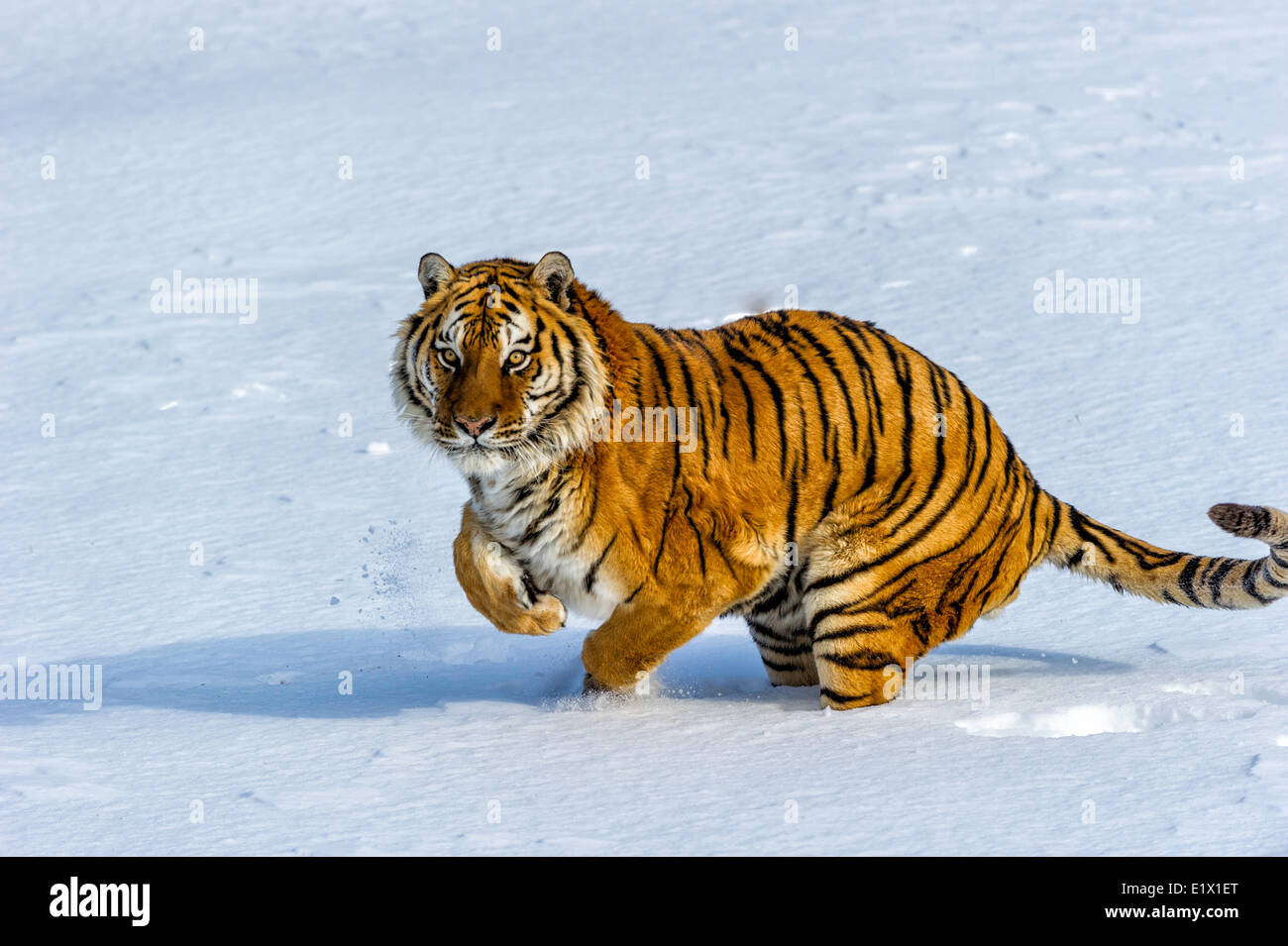 Captive Siberian Tiger, Panthera tigris altaica, Bozeman, Montana, USA ...