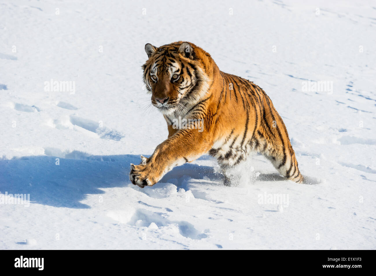 Tiger Running High Resolution Stock Photography and Images - Alamy